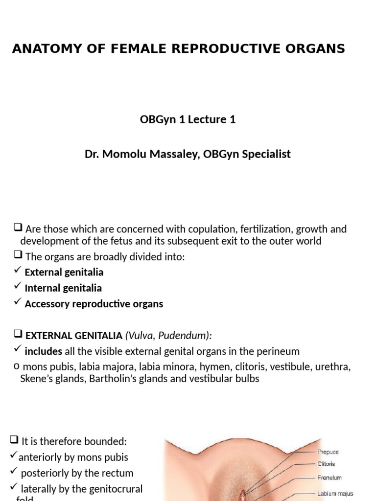 Anatomy of Female Reproductive Organs | PDF | Uterus | Vagina