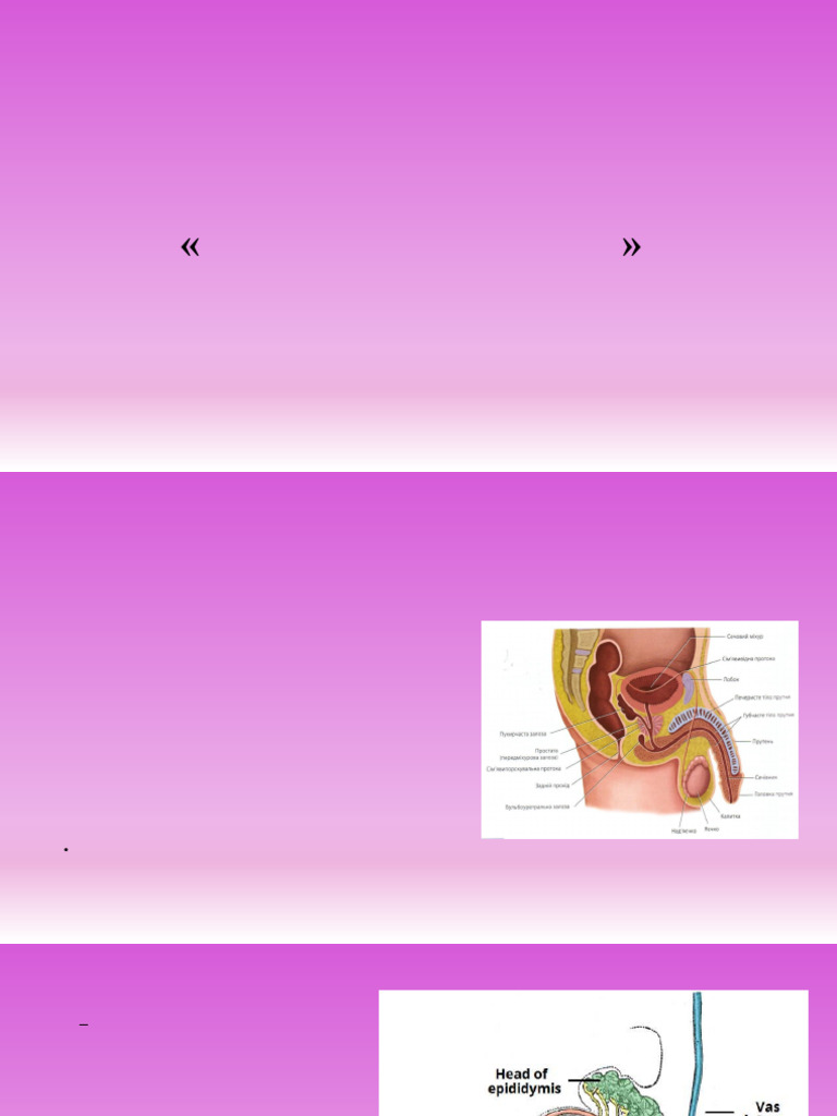 Male Reproductive System Overview | PDF | Testicle | Epithelium