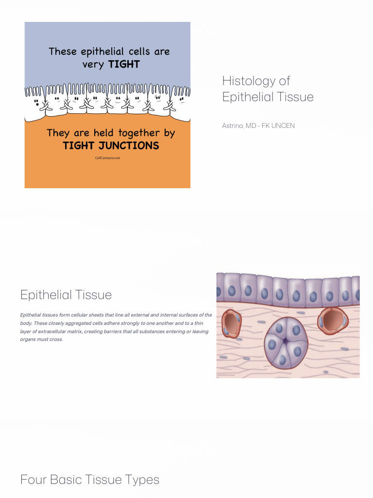 Epithelial Tissue | PDF | Epithelium | Tissue (Biology)