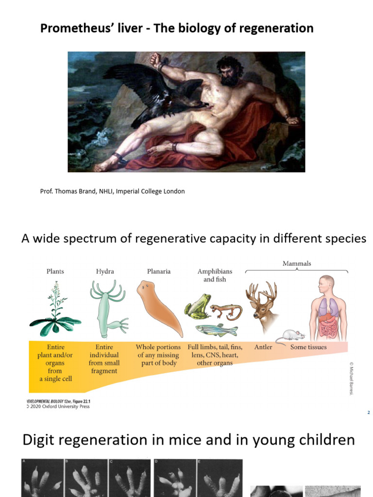 Prometheus' Liver - Thomas Brand | PDF | Regeneration (Biology ...