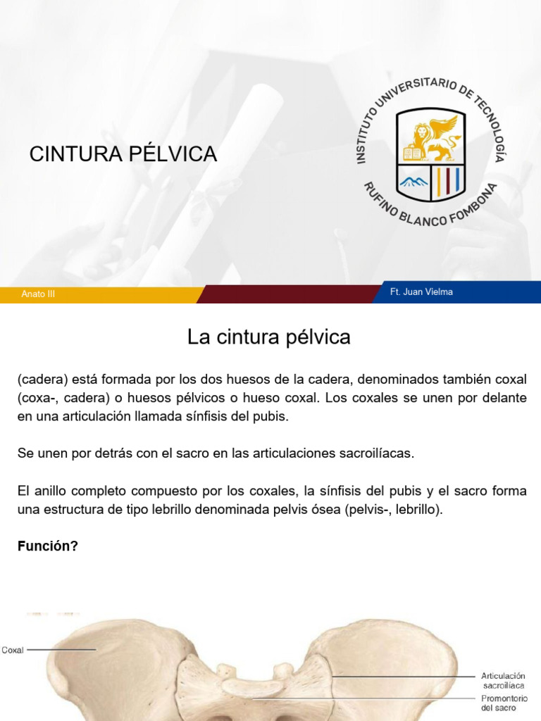 Cadera y Pelvis Anatomía - 20251019 - 141937 - 0000 | PDF | Pelvis ...