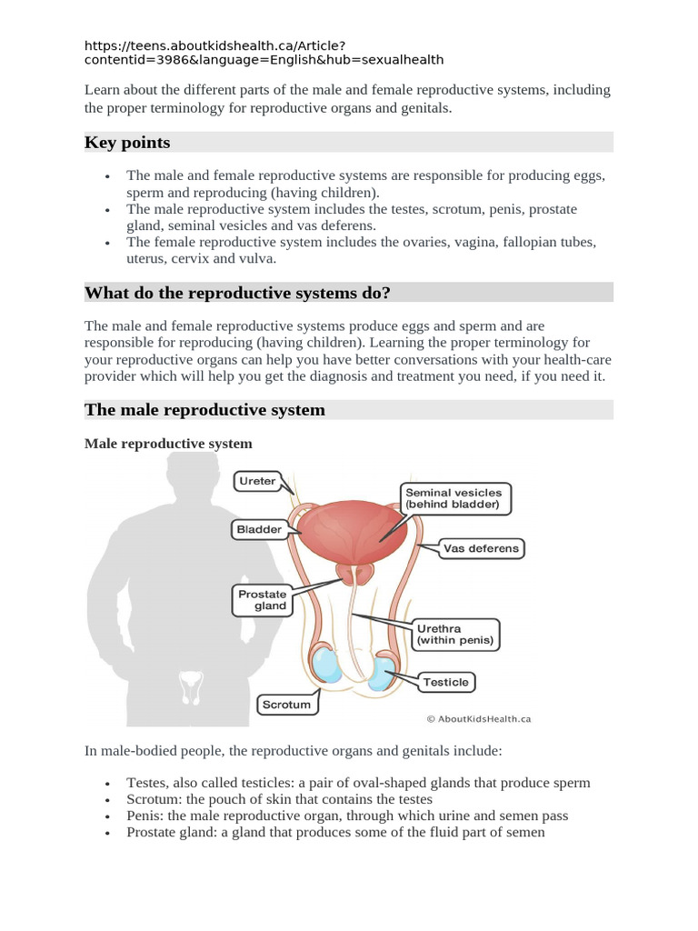 Learn About The Different Parts of The Male and Female Reproductive ...