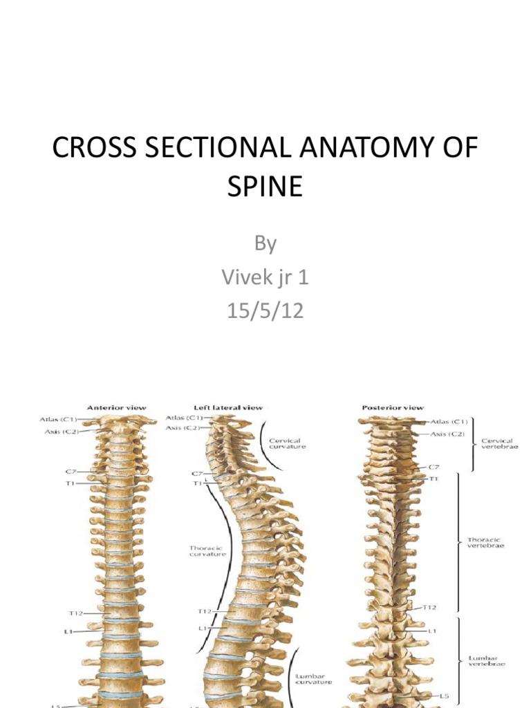 Spine Cross-Sectional Anatomy Guide | PDF | Vertebral Column | Spinal Cord