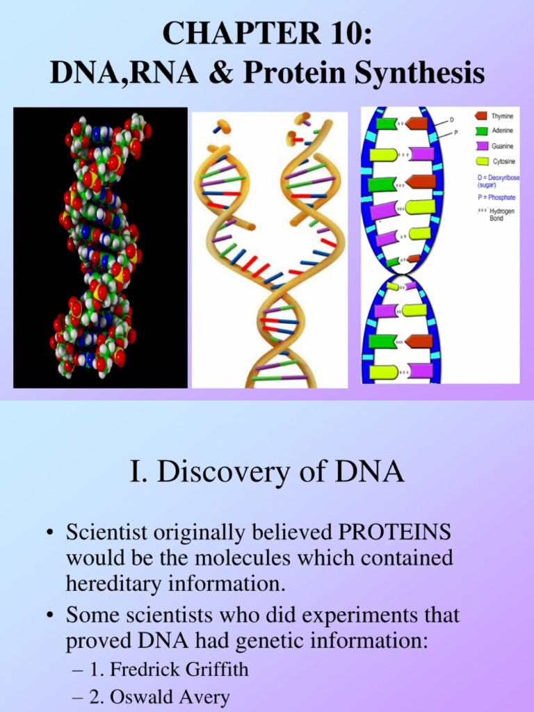 Chapter 10 DNA, RNA & Protein Synthesis | PDF