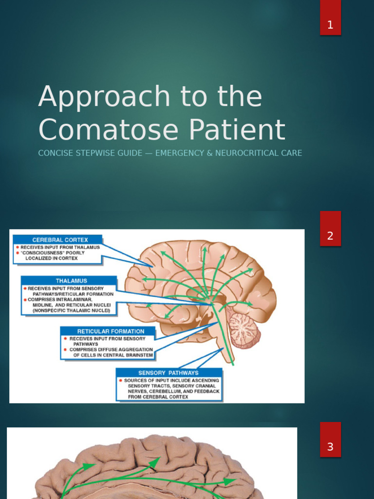 Approach to Coma Steps Concise | PDF | Coma | Human Diseases And Disorders