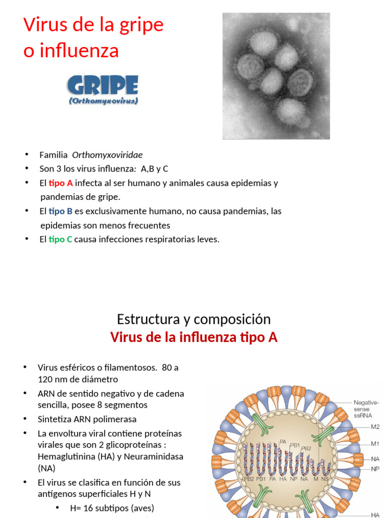 Virus de la Gripe: Tipos, Síntomas y Tratamiento | PDF | Influenza | Virus