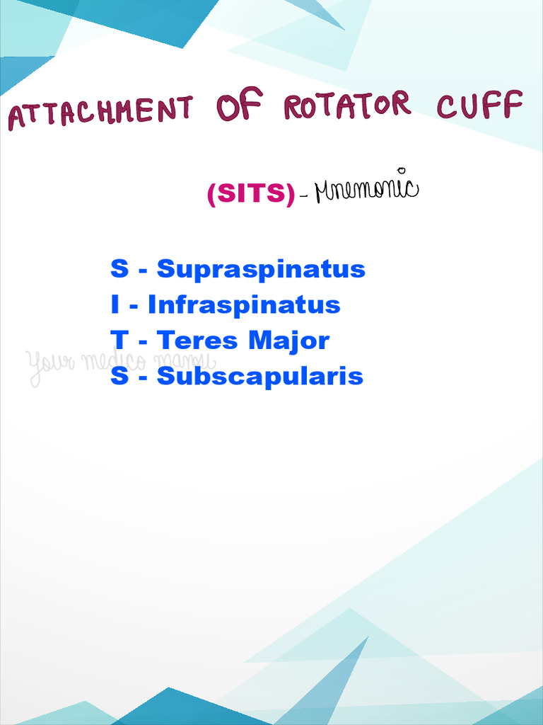 Anatomy Mnemonics for Shoulder & Arm | PDF