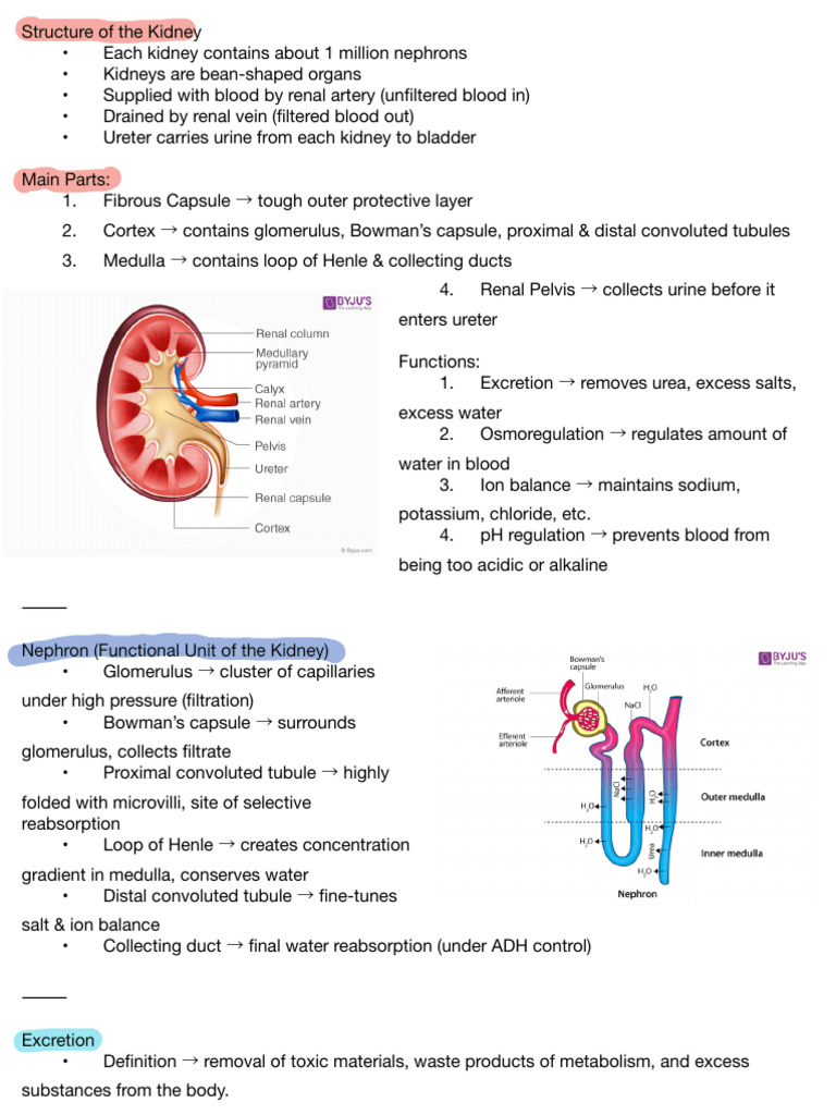 Excretion and Egestion - Kidney PDF | PDF | Kidney | Organ (Anatomy)