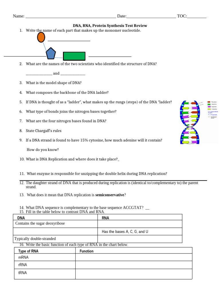 Nucleic Acids SG 2021-22 | PDF | Dna | Rna