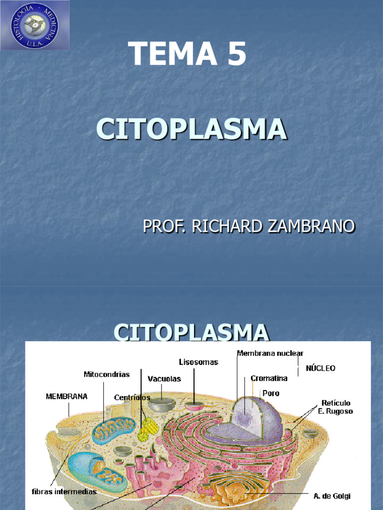 Estructura y Funciones del Citoplasma | PDF | Citoplasma | Lisosoma