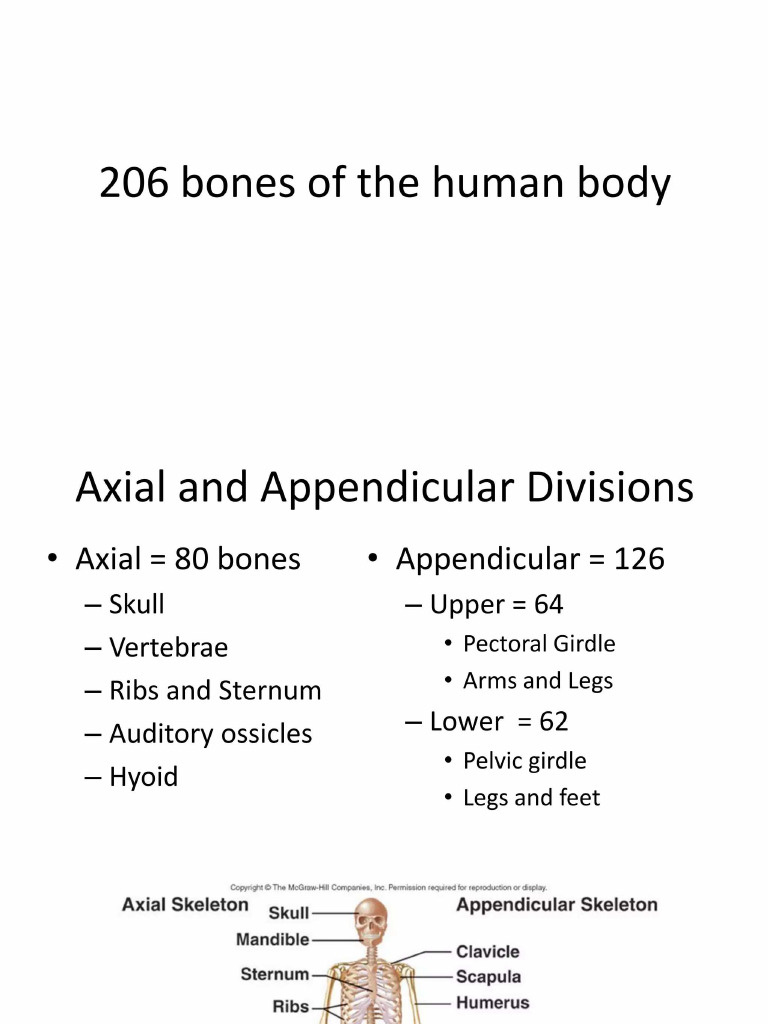 206 Bones | PDF