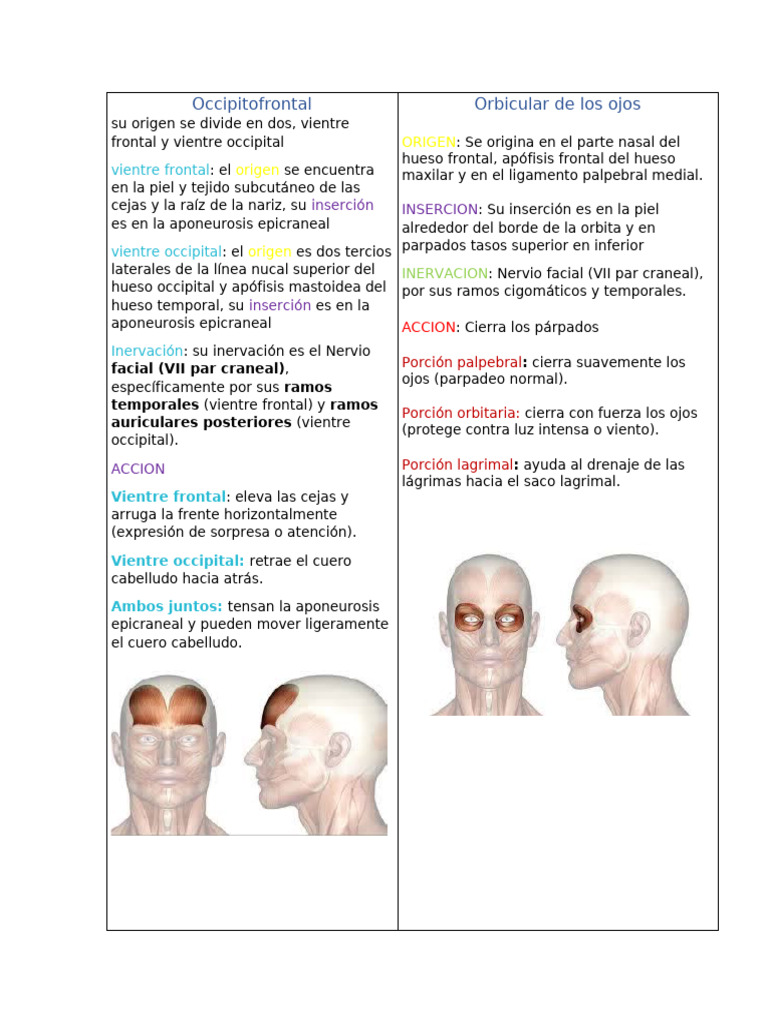 Musculos Cara | PDF | Anatomía humana | Cabeza y cuello humanos