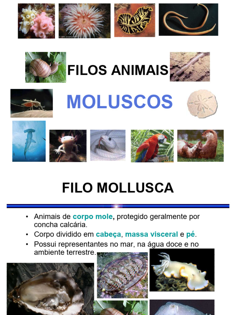 Filo Mollusca: Características e Classificação | PDF | Moluscos | Biologia