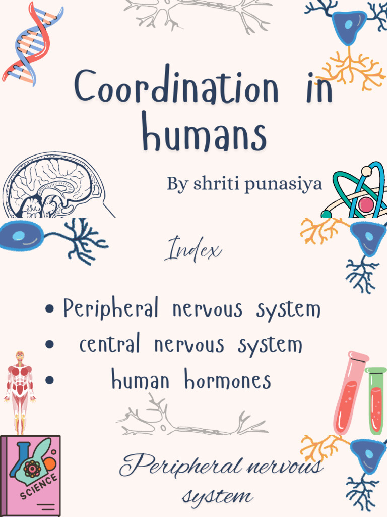 In Conclusion, Coordination in Humans is Maintained Through the Central ...