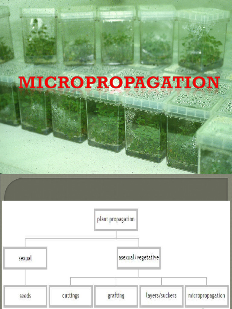 Micropropagation: Aseptic Clonal Propagation | PDF | Organisms ...