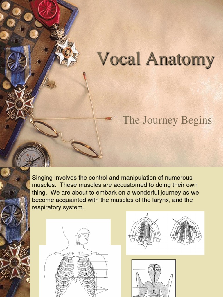 Vocal Anatomy: The Journey Begins | PDF | Larynx | Respiratory System