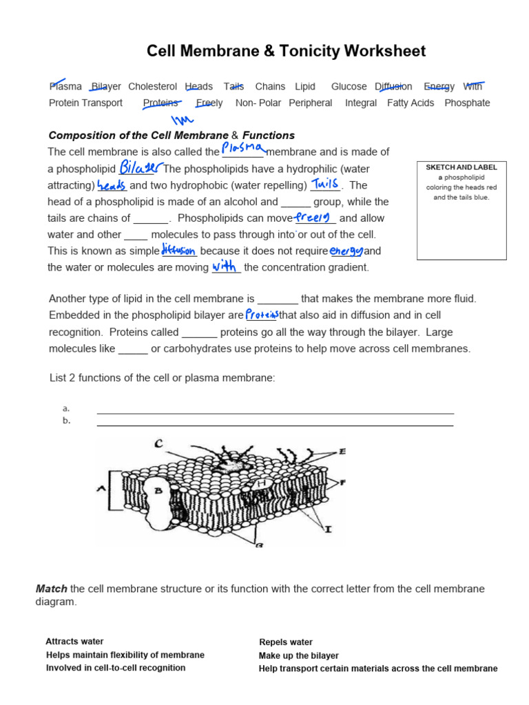 Cell Membrane Tonicity Worksheet | PDF | Cell Membrane | Phospholipid