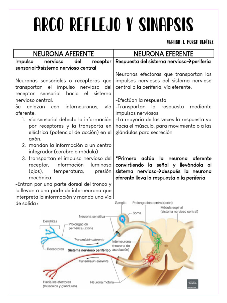 Arco Reflejo y Sinapsis | PDF | Sinapsis | Sistema nervioso
