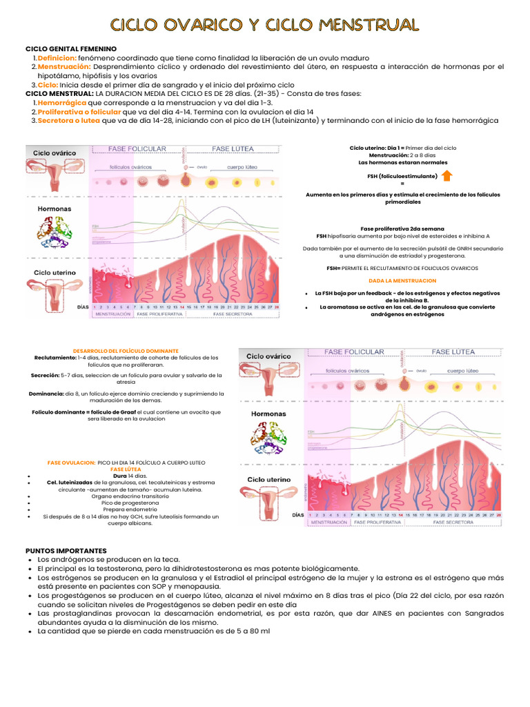 Ciclo Menstrual y Ovulación Explicados | PDF | Ciclo menstrual | Ovario