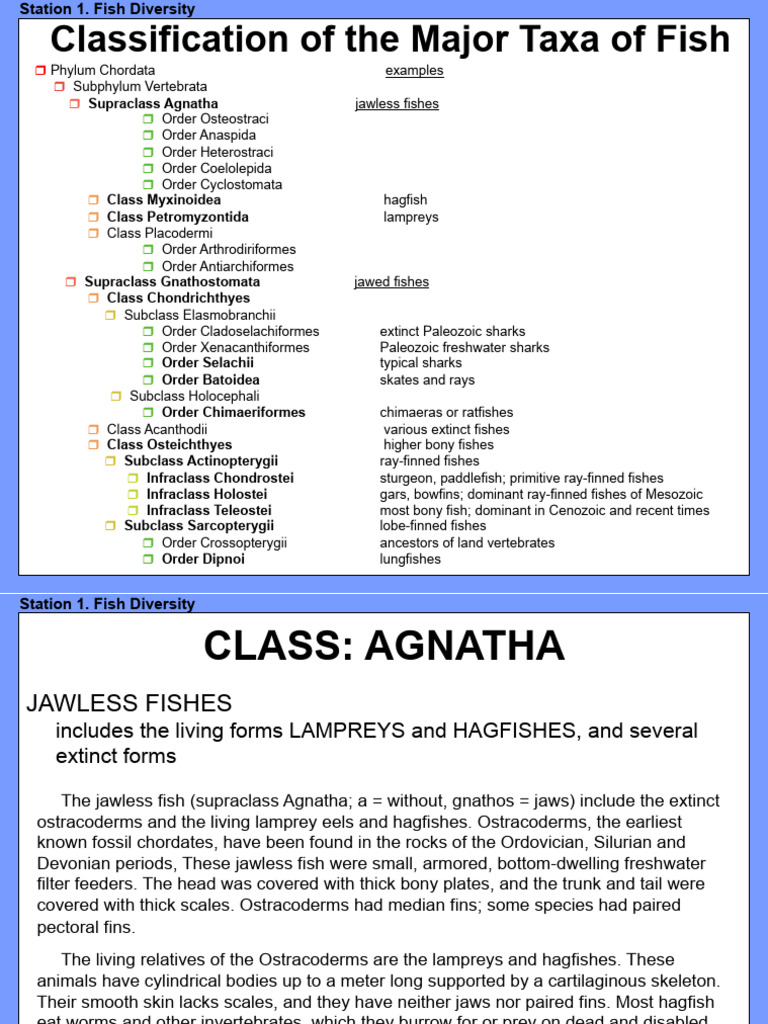 Major Fish Taxa Classification Guide | PDF | Fish | Sharks