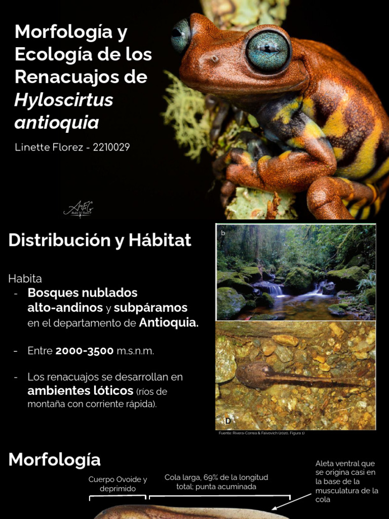 Morfo y Ecologia Renacuajo | PDF