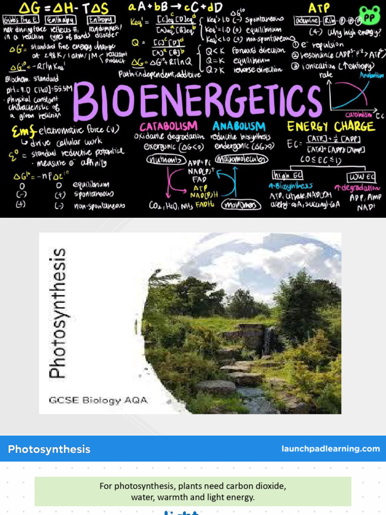 Bioenergetics Plants | PDF