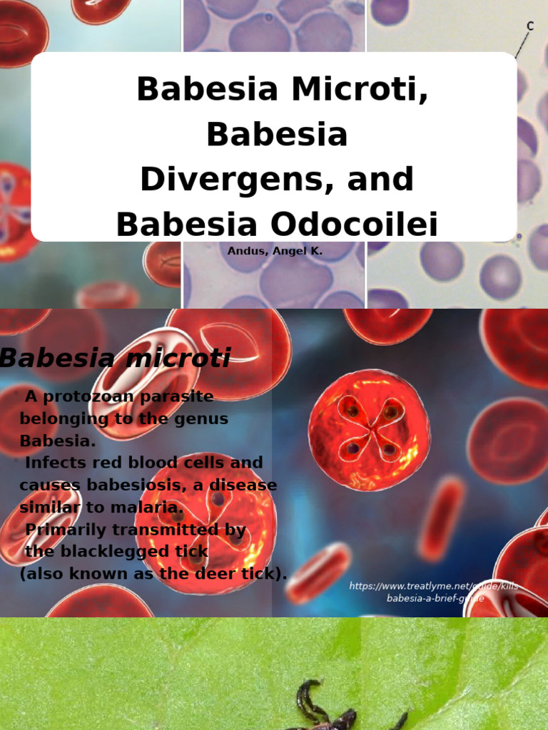 Babesia Microti, Babesia Divergens, and Babesia Odocoilei Facilitator ...