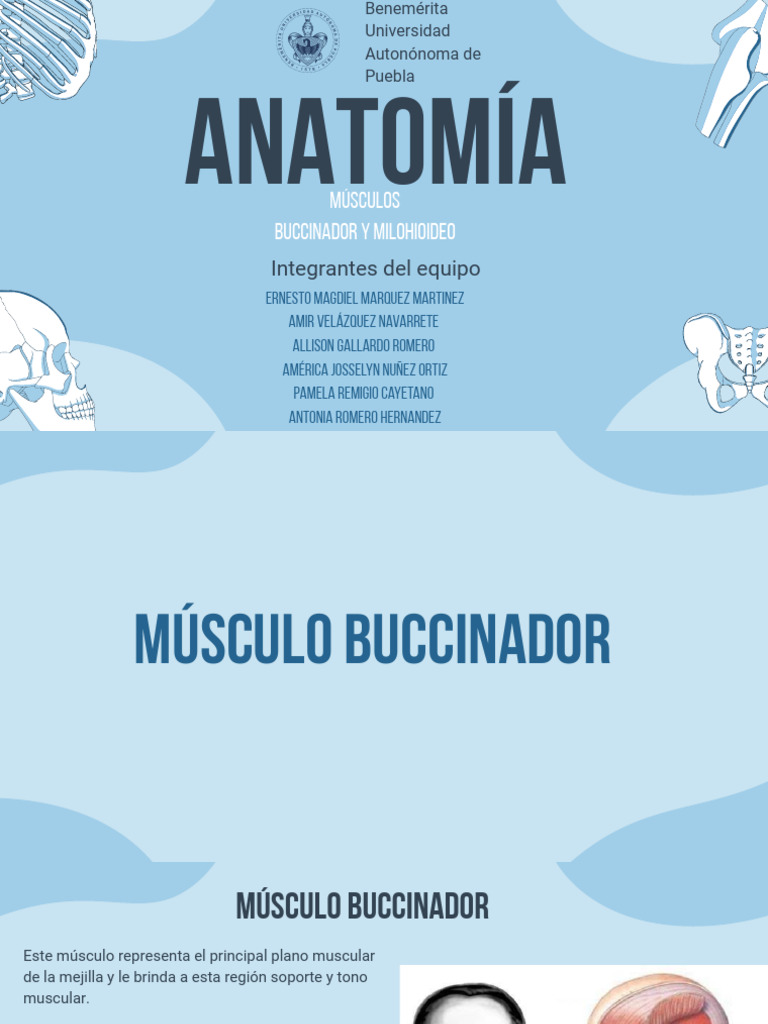 Presentación Diapositivas Anatomía Cuerpo Humano Ilustrativo Simple ...