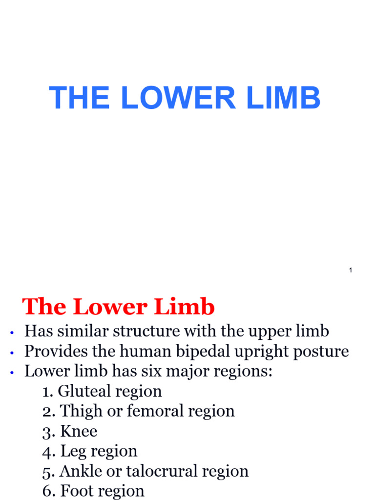 Lecture 4 - Part-I Intro. & Bones of Lower Limb | PDF | Pelvis | Human Leg