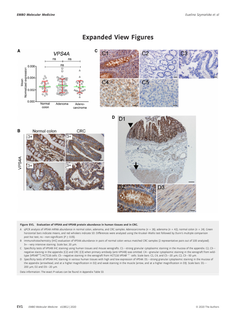 Synthetic Lethality Between VPS4A and VPS4B Triggers An Inflammatory ...