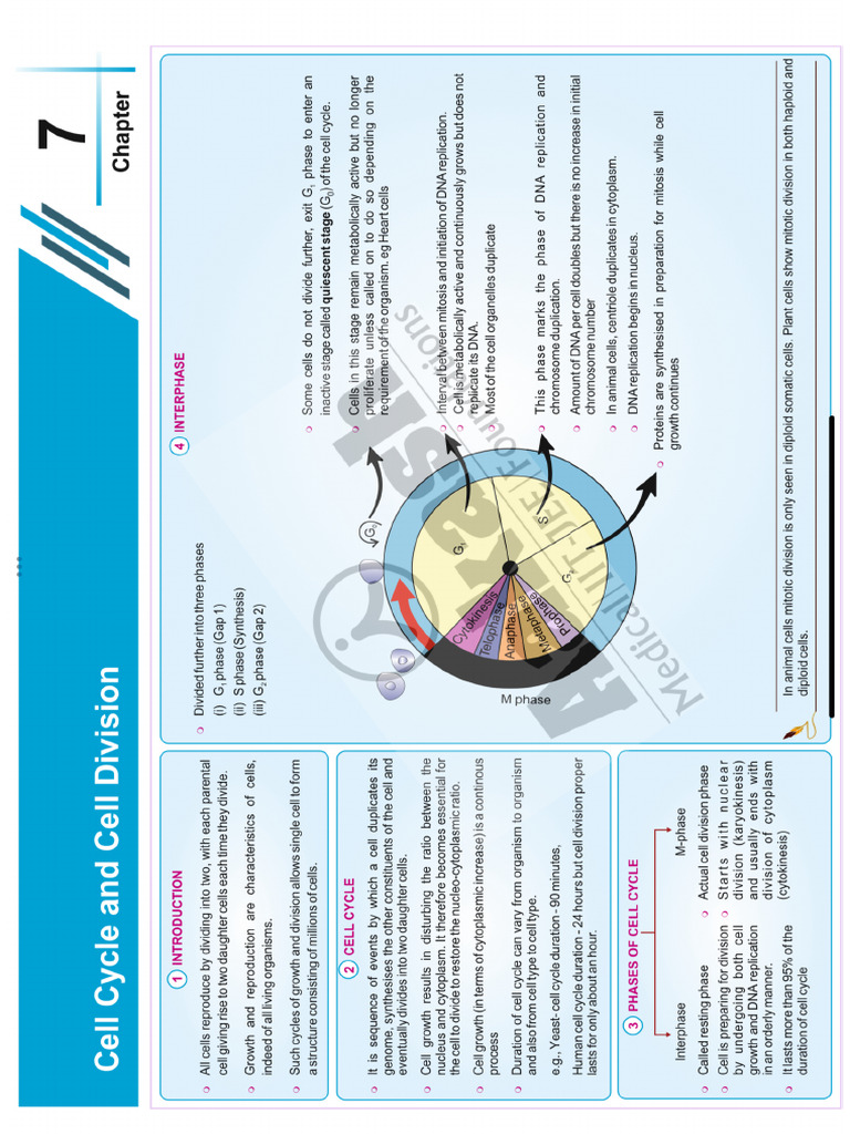 2 Cell Cycle and Cell Division Mind Map | PDF