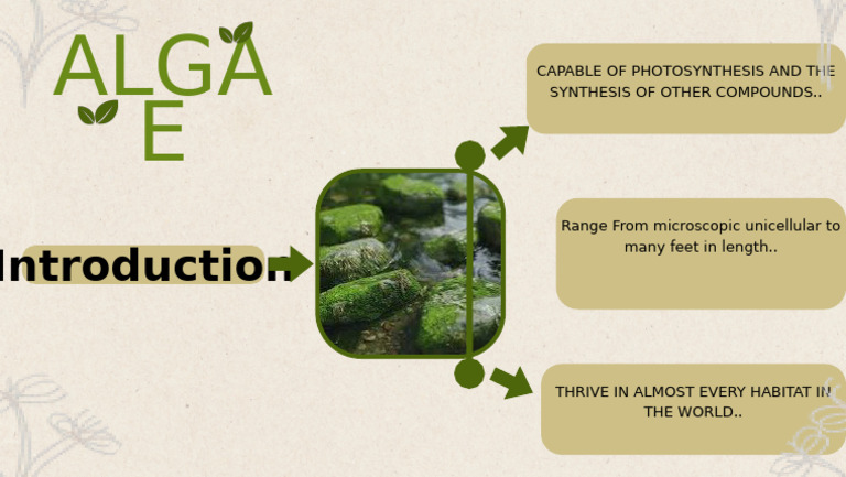 Photosynthetic Algae: Diverse Habitats | PDF