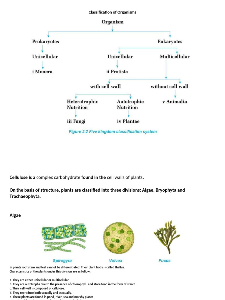 Classification of Organisms (Plant Kingdom) - 1 | PDF | Fern | Spore