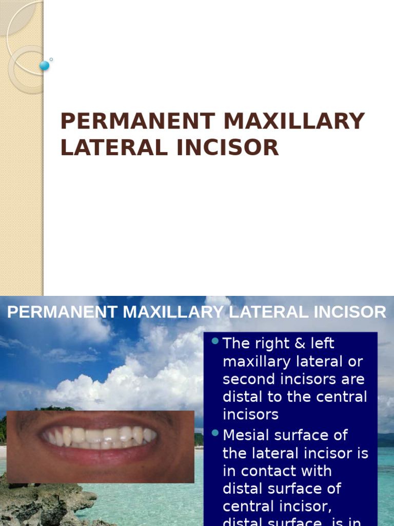 Maxillary Lateral Incisor For Students | PDF | Dental Anatomy | Mouth