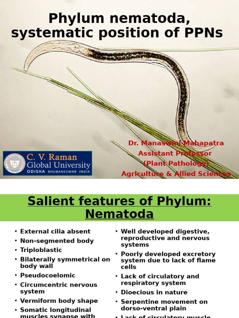 Nematoda Phylum Overview and Classification | PDF | Nematode | Biology