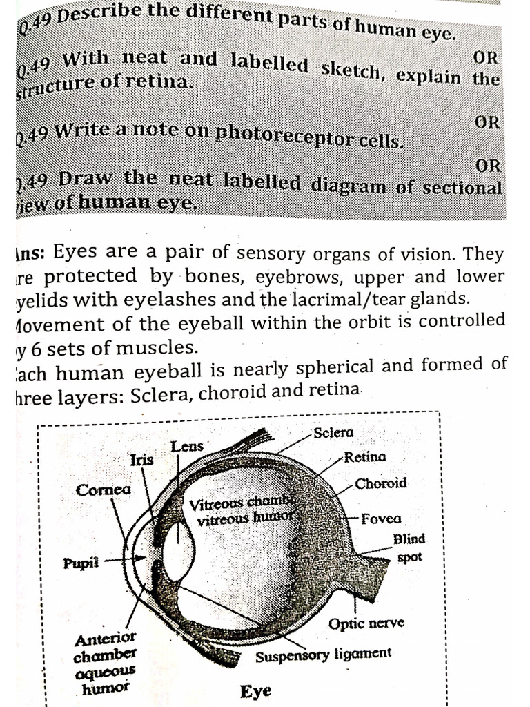 Structure of Eye ? | PDF
