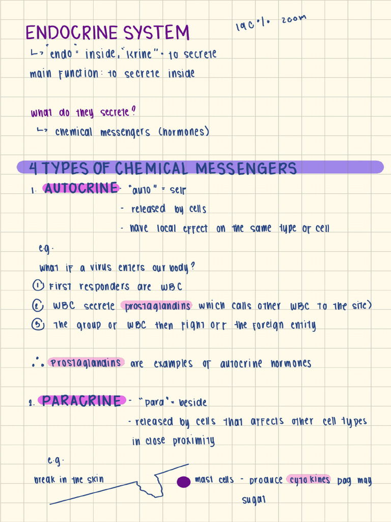Endocrine System | PDF