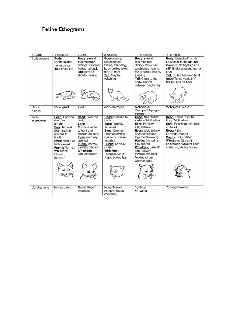 Feline Ethograms | PDF