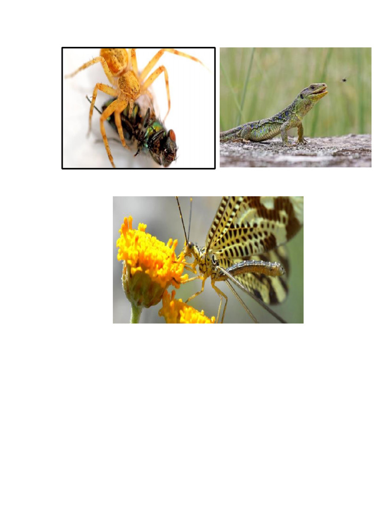 Insecto S | PDF