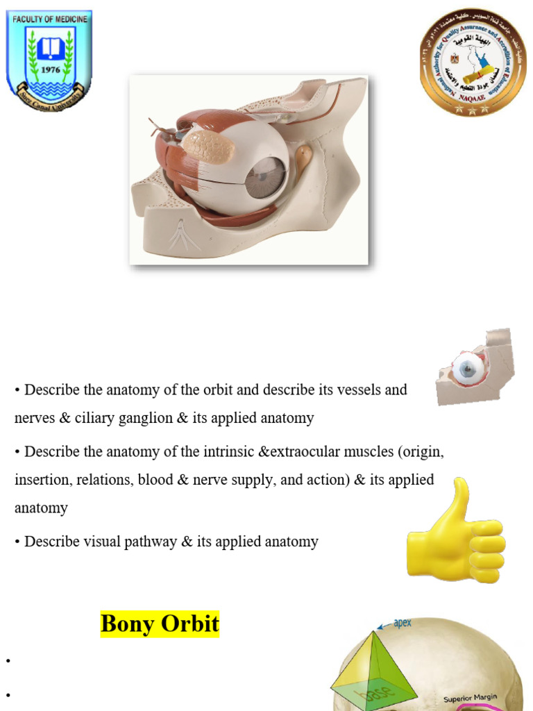 Anatomy of Orbit & Its Contents | PDF | Human Eye | Nervous System