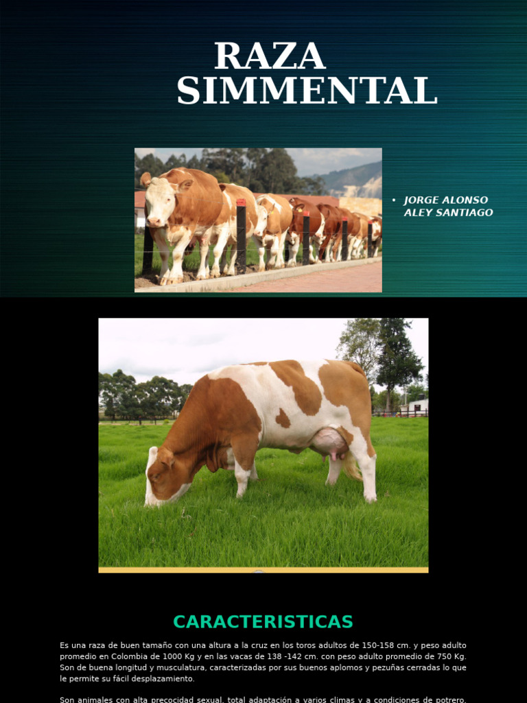 Raza Simmental: Características y Ventajas | PDF | Vacas | Carne