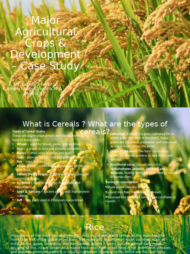 Major Agricultural Crops & Development – Case Study | PDF | Cereals | Rice