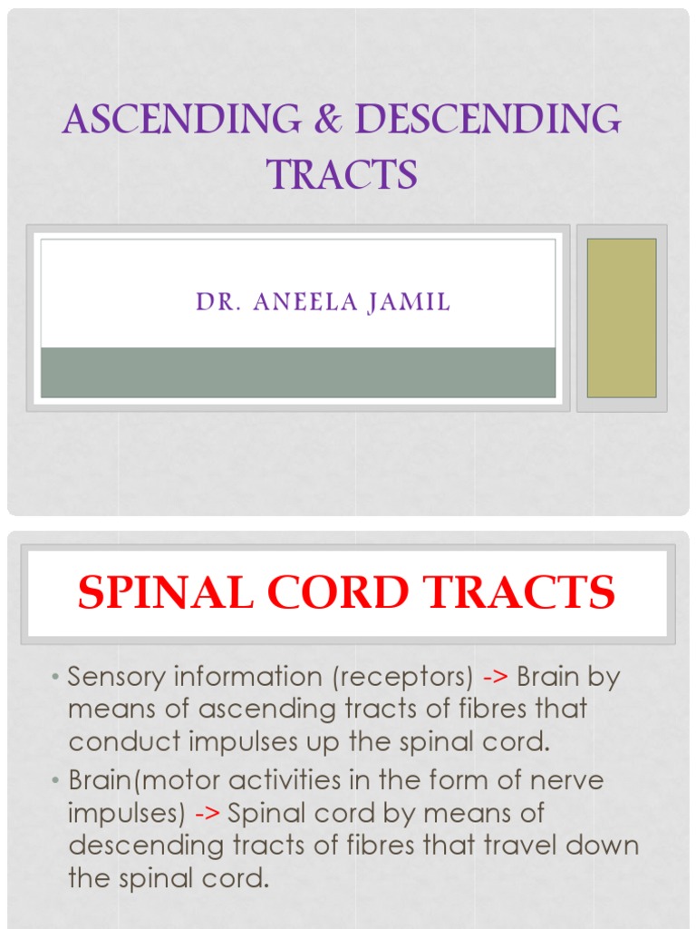 Ascending and Descending Spinal Tracts | PDF | Spinal Cord | Motor Neuron