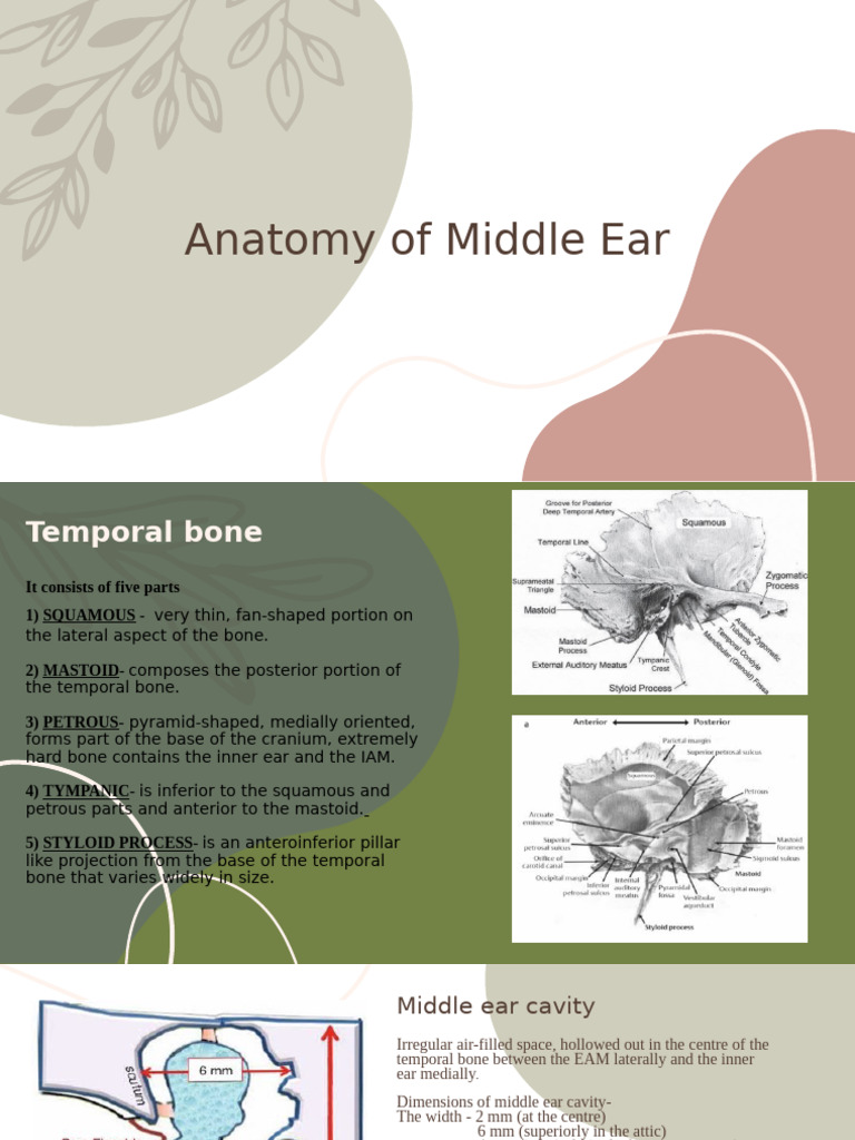Middle Ear Anatomy Overview | PDF | Ear | Otorhinolaryngology