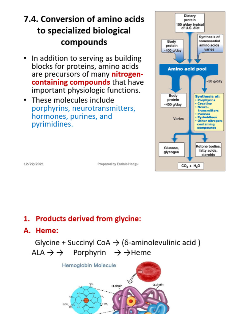18 Unit 7- Amino Acid Catabolism NEW_B | PDF