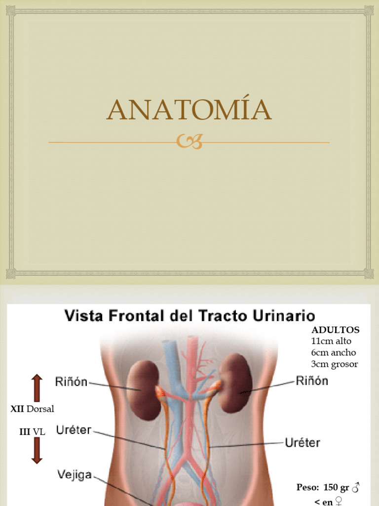 Riñón: anatomía, histología y función renal | PDF | Riñón | Sistema ...