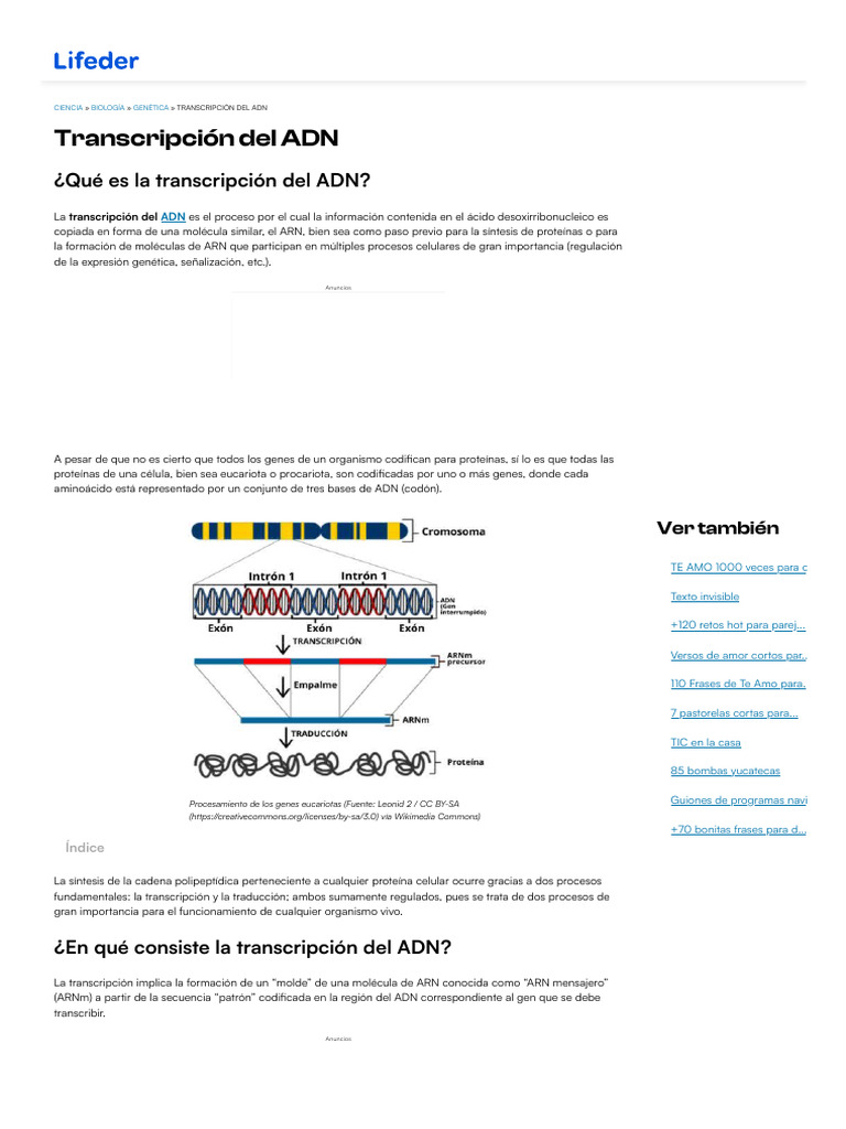 Transcripción Del ADN - Qué Es, Proceso en Eucariotas y en Procariotas ...