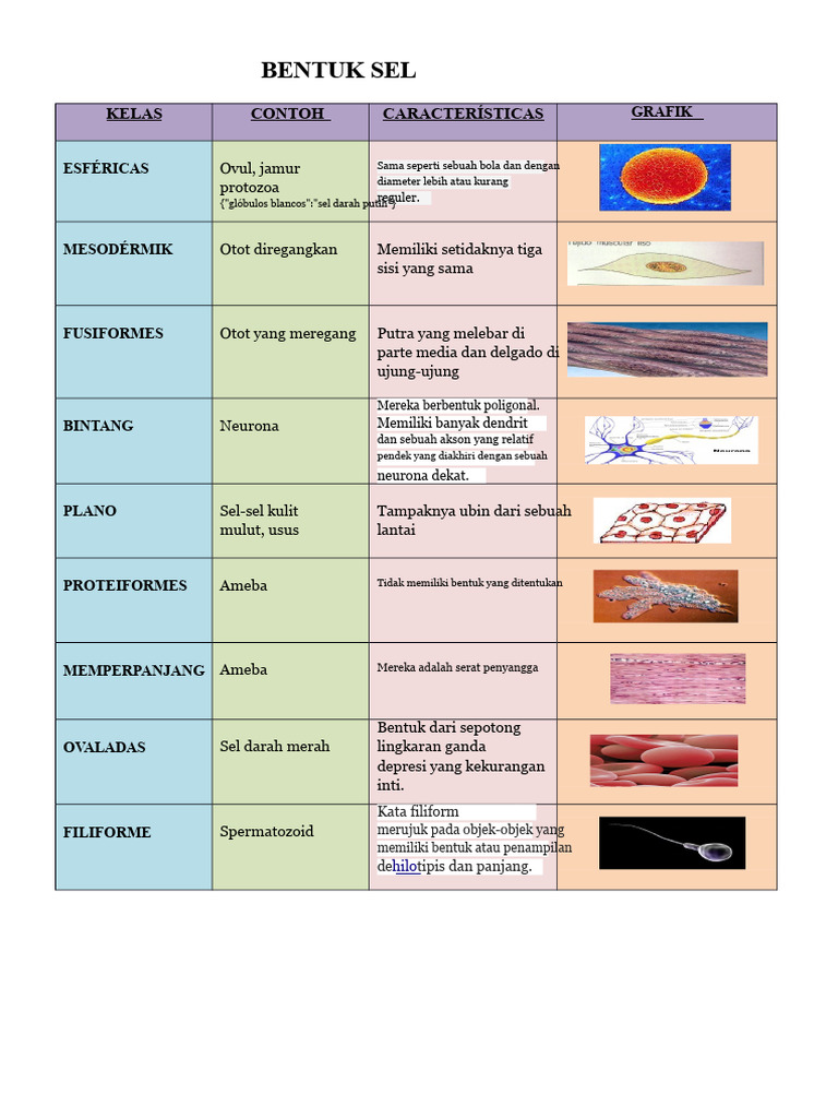 Ukuran Dan Bentuk Sel Pdf