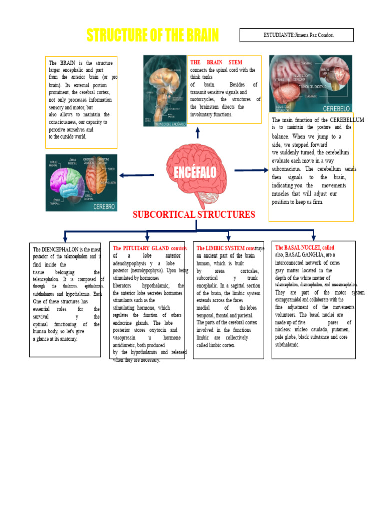 MENTAL MAP - Structure of The Brain | PDF | Brain | Cerebrum