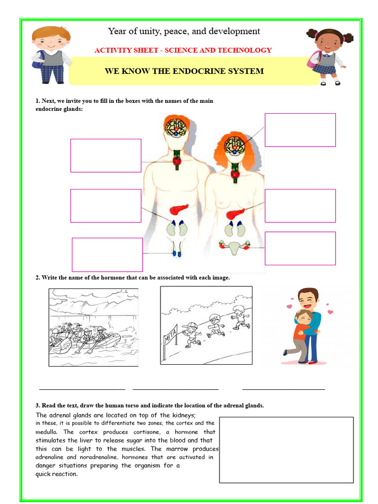 Sheet-Game-Cyt - Let's Get To Know The Endocrine System | PDF | Adrenal ...